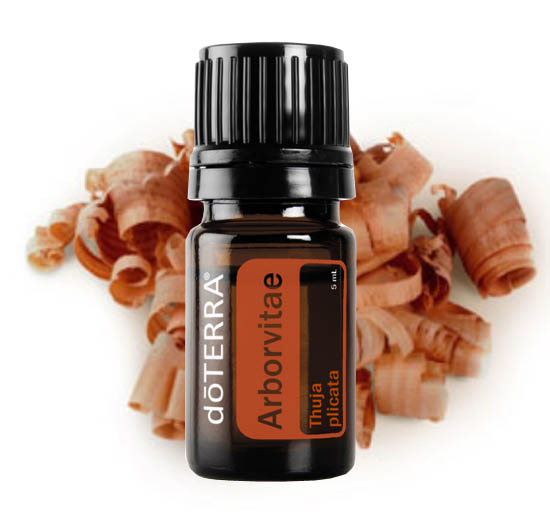Arborvitae Essential Oil – Essential Oils ~ Integrative Aromatherapy